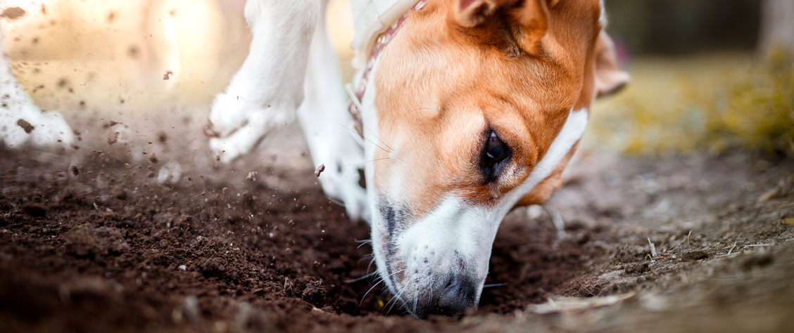 Matolääkitys kissalle ja koiralle – Drontal-tuotteet ilman reseptiä