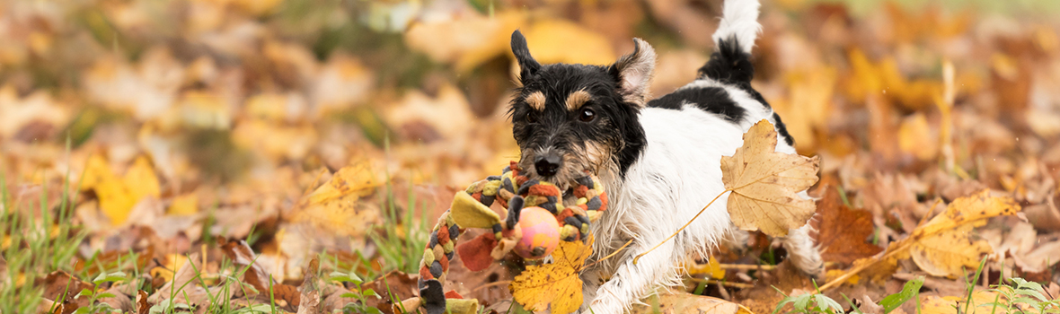 Drontal | Sisäloiset - Heisimadot ja sukkulamadot